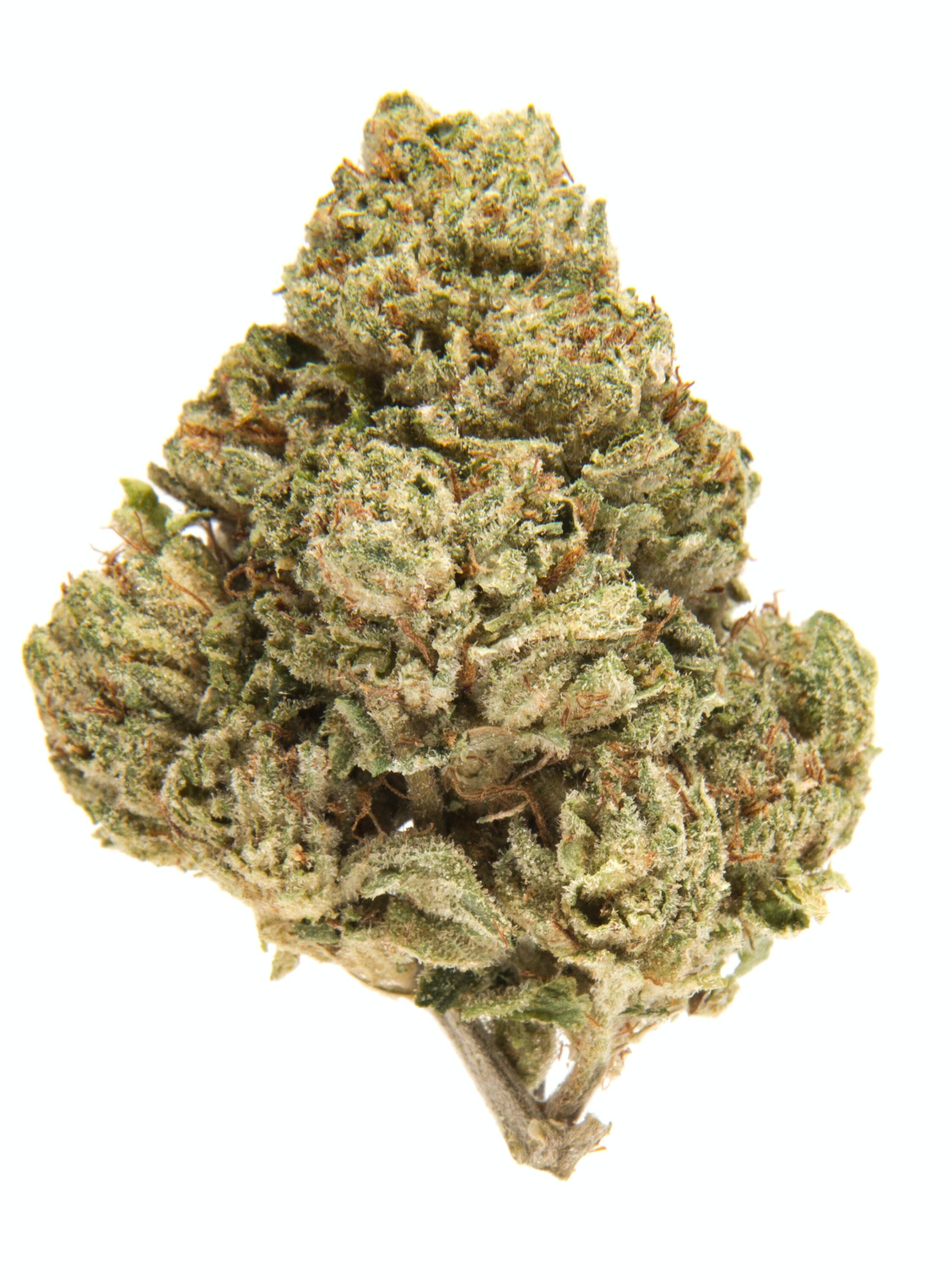 Skywalker | Hybrid | The force is strong with this one | Mount Herbal ...